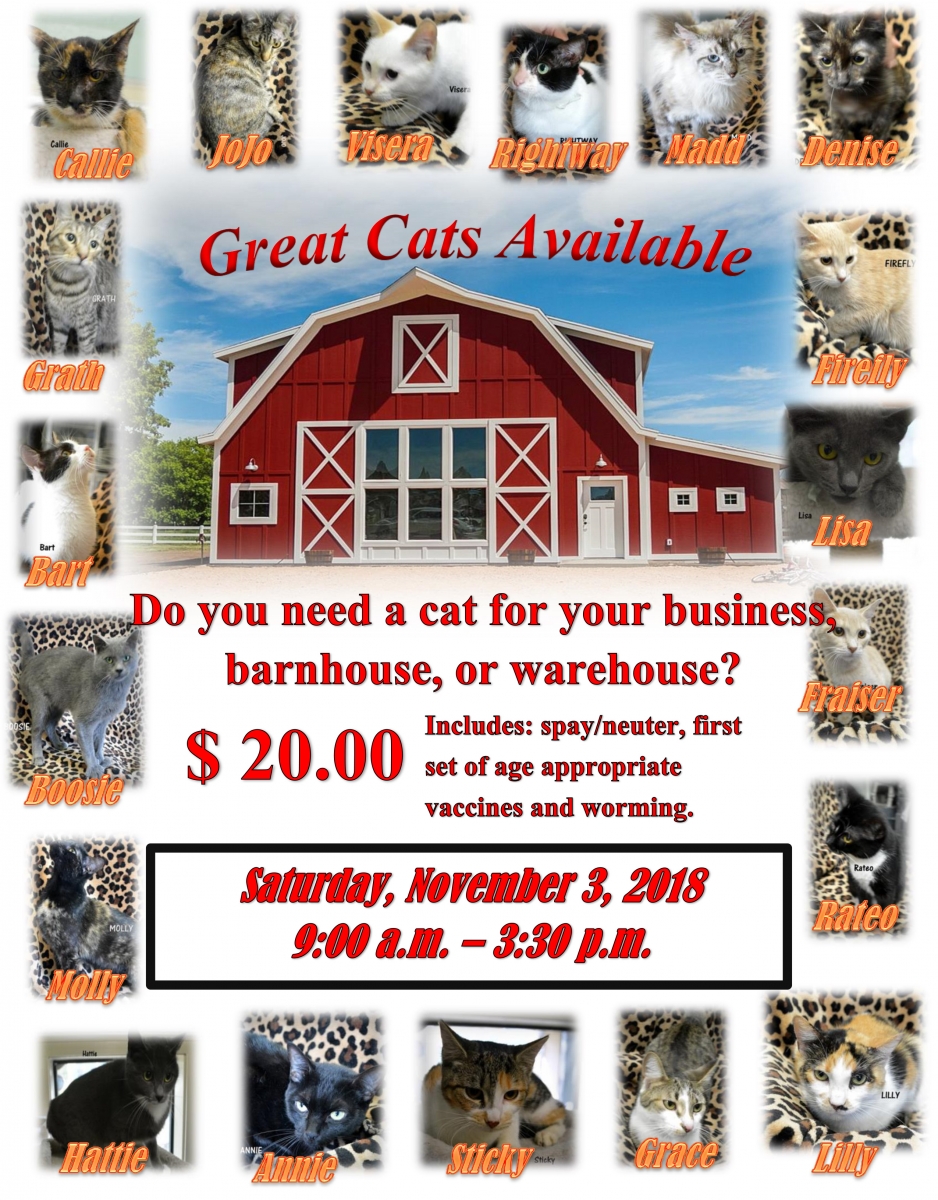 Animal Shelter Offers Barn Cat Adoption Program